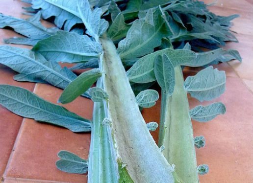 Cardoons: The Silent Winter Vegetable