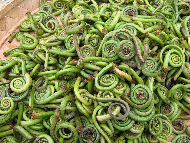 Fiddlehead Ferns: A Vegetable with Character